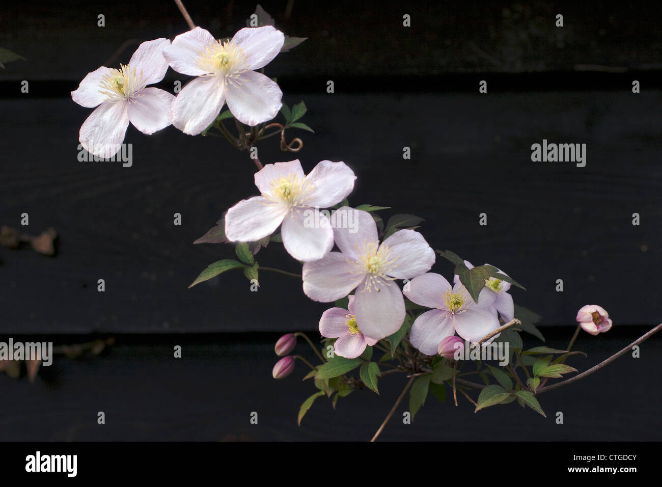 Clematis montana 'Elizabeth', Clematis Stock Photo - Alamy