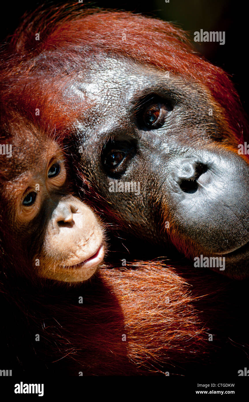 An infant baby orangutan is affectionately cuddled by its parent mother ...