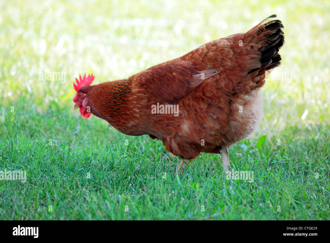 Rhode Island Red chicken foraging in green grass Stock Photo - Alamy
