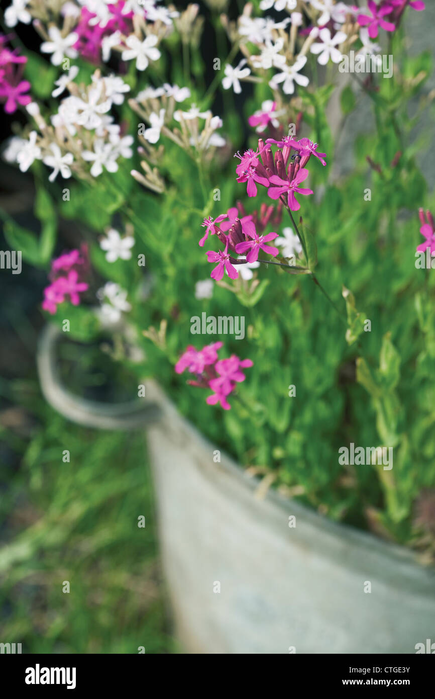Silene armeria, Catchfly, Pink and white flowers on a plant in a zinc ...