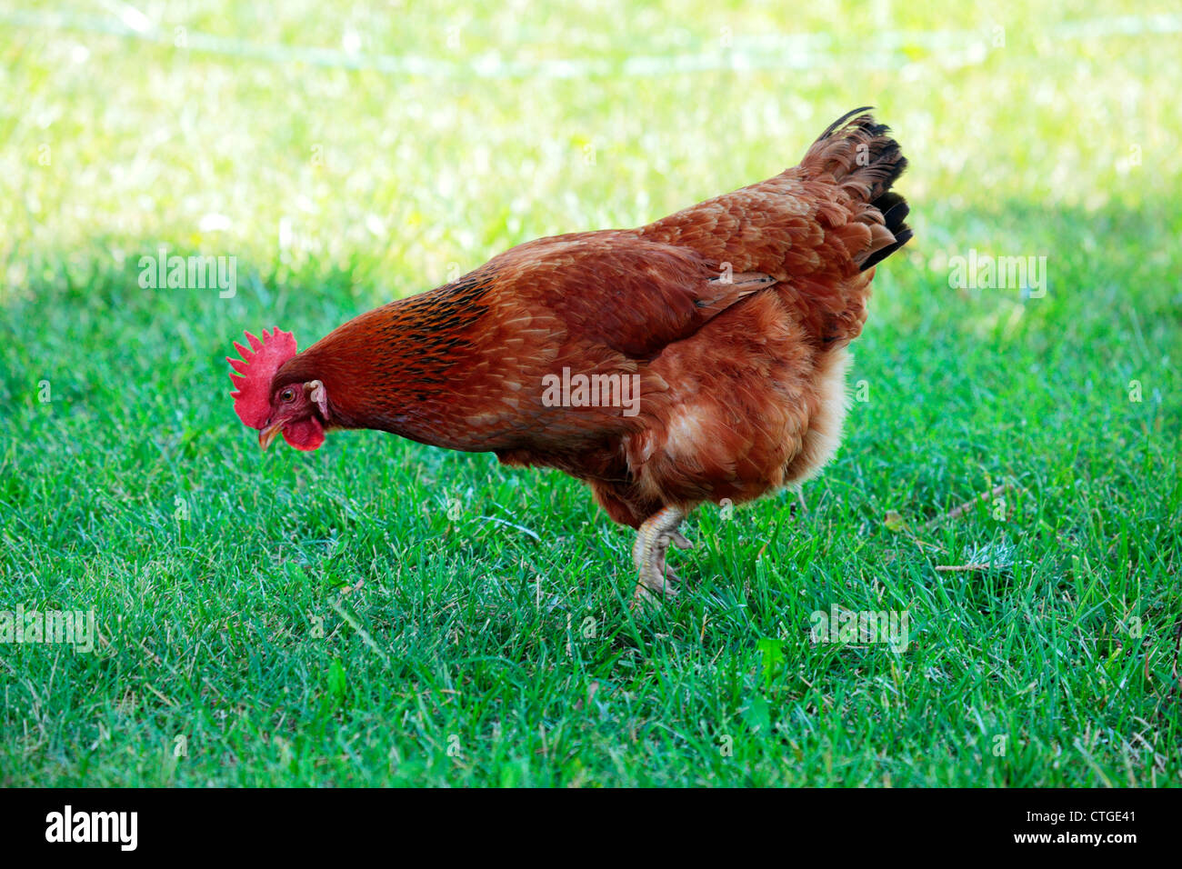 Rhode Island Red chicken foraging in green grass Stock Photo - Alamy