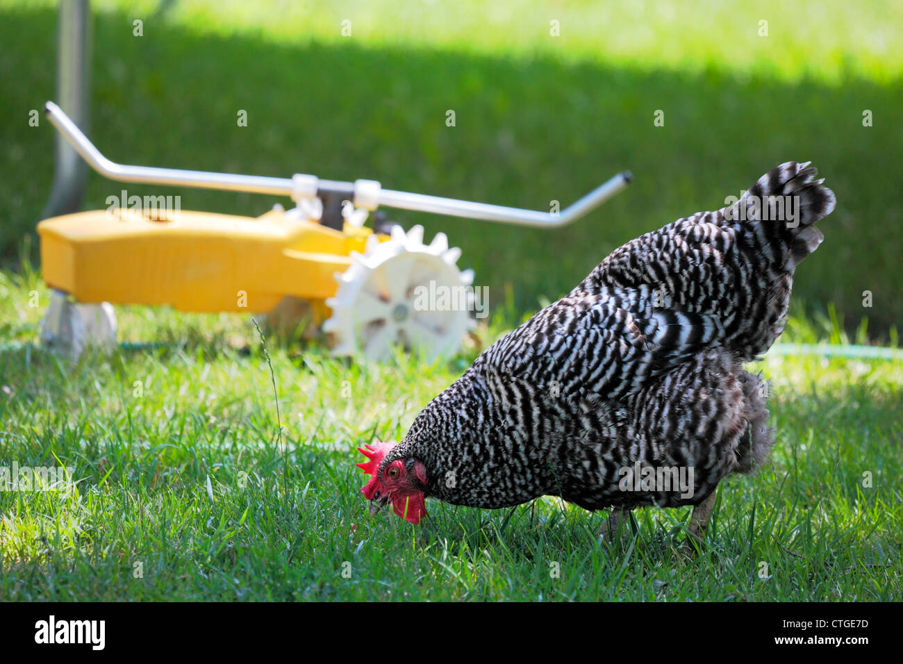 Plymouth Rock or Dominique chicken next to lawn sprinkler shaped like ...