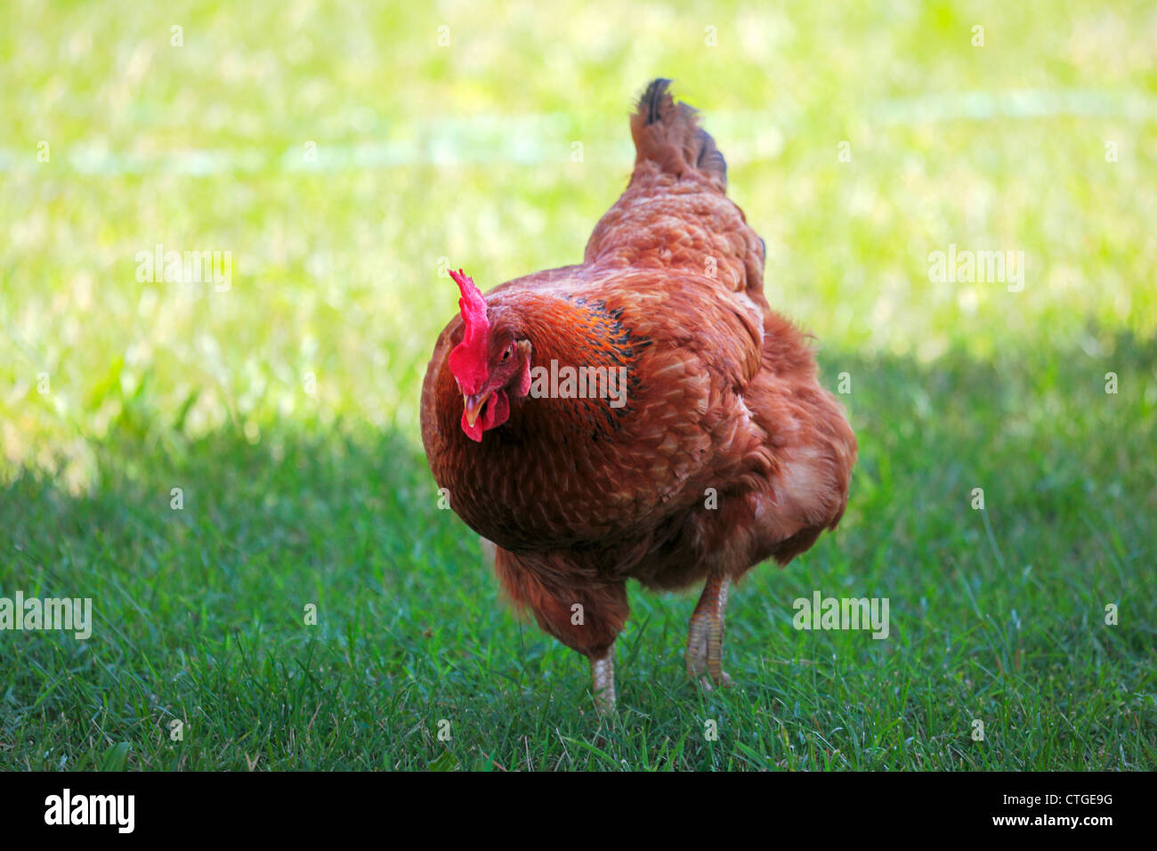Rhode island red chicken hi-res stock photography and images - Alamy