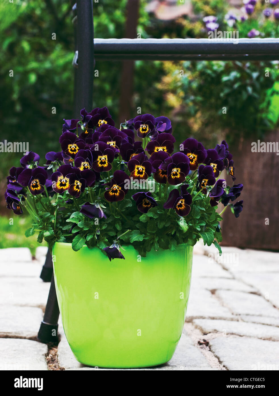 Viola in container hi-res stock photography and images - Alamy