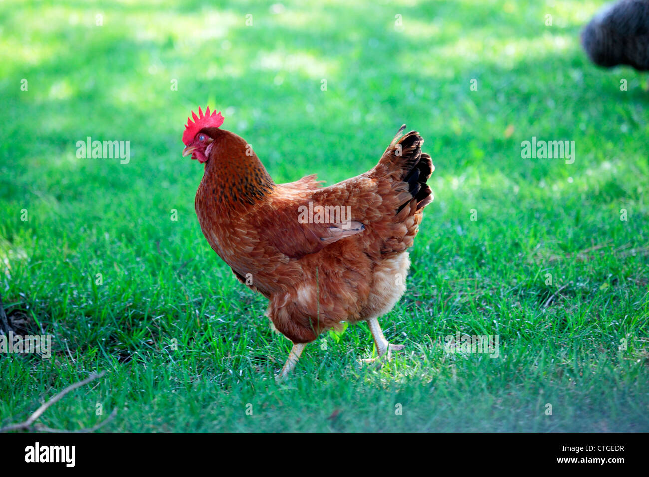 Rhode island red chicken hi-res stock photography and images - Alamy