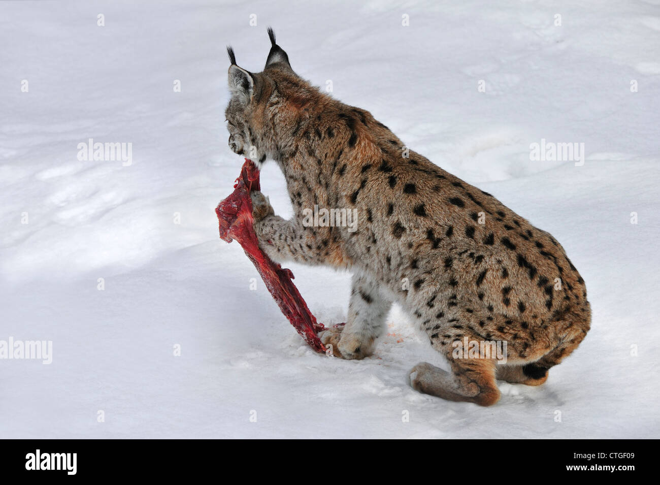 Eurasian lynx (Lynx lynx) tearing up meat to eat in the snow in winter ...