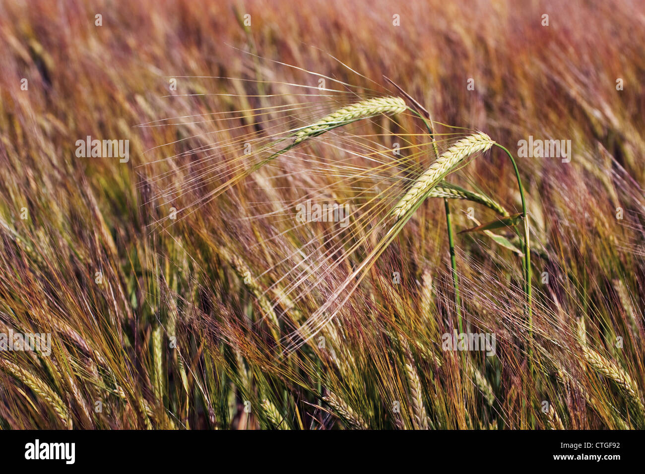 Hordeum vulgare, Barley Stock Photo - Alamy