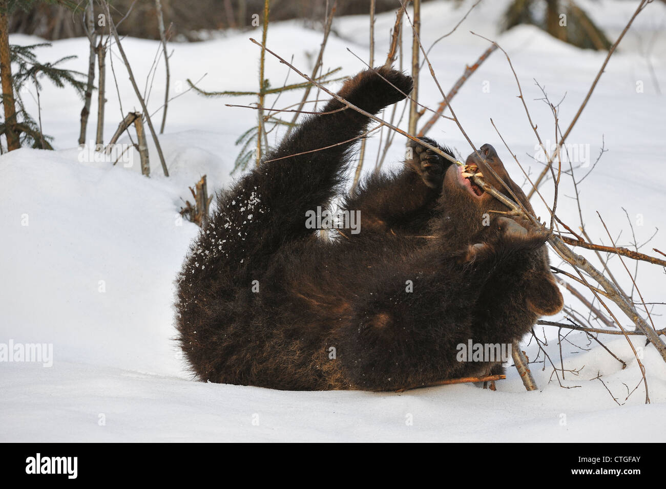 Bear cub lying on back hi-res stock photography and images - Alamy