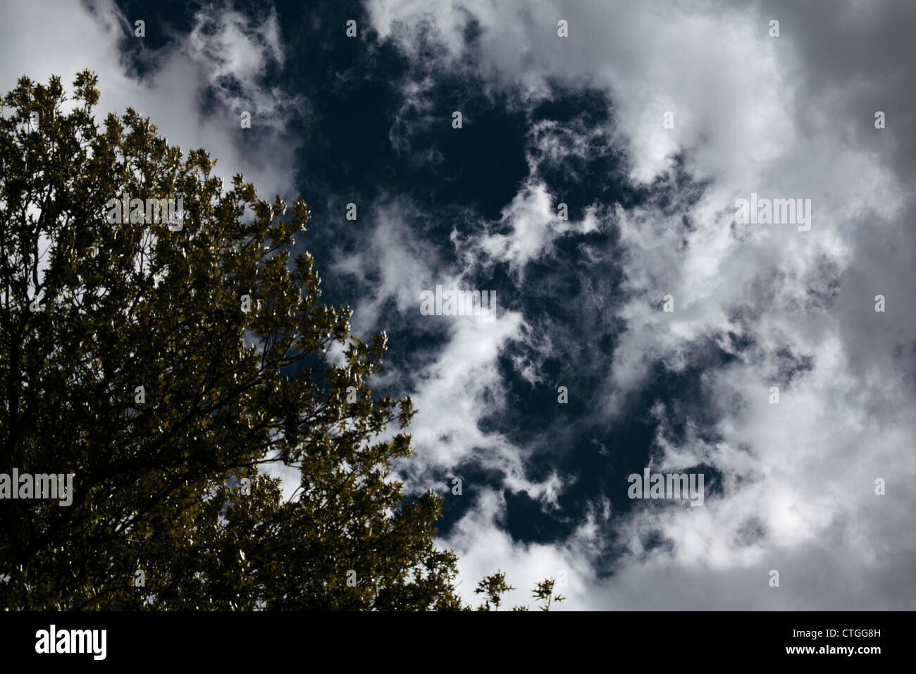 Highly detailed cloud structure above a tree Stock Photo - Alamy