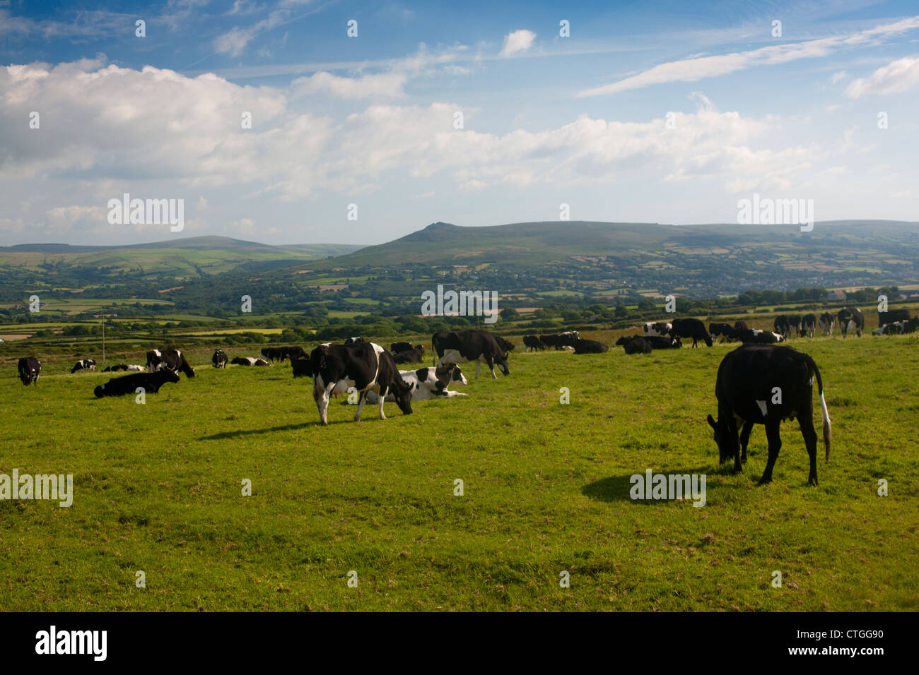 Dairy farm cattle in field with Preseli Hills North Pembrokeshire in ...