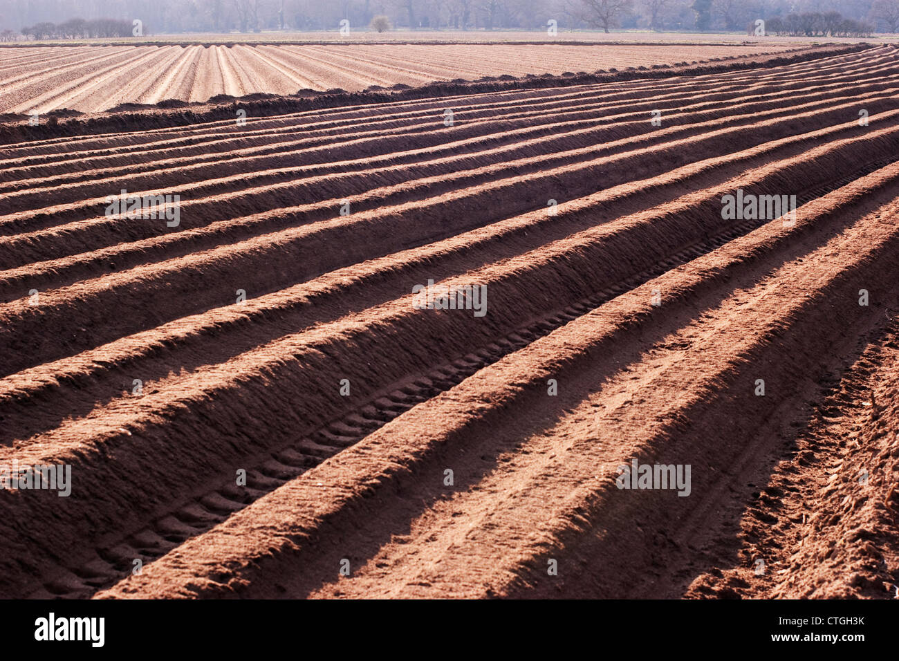 Solanum tuberosum, Potato Stock Photo - Alamy
