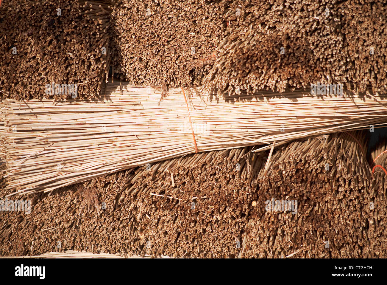 Phragmites australis hi-res stock photography and images - Alamy
