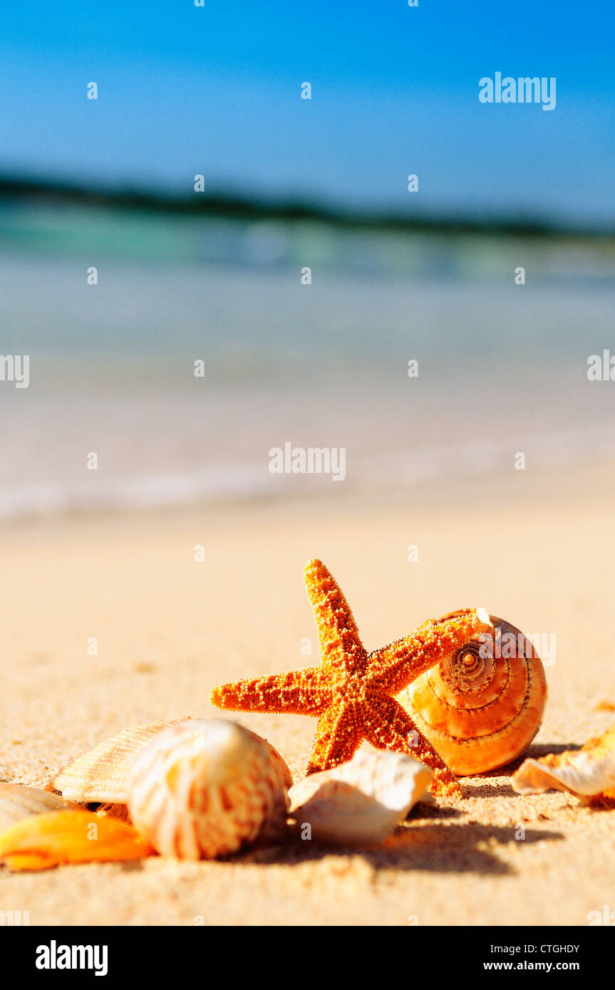 sea shells with sand as background Stock Photo - Alamy