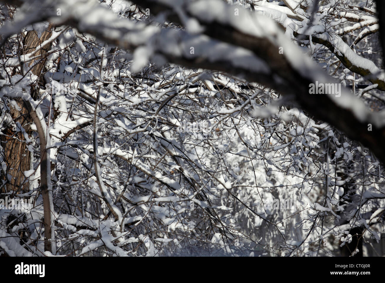 Branches limbs hi-res stock photography and images - Alamy