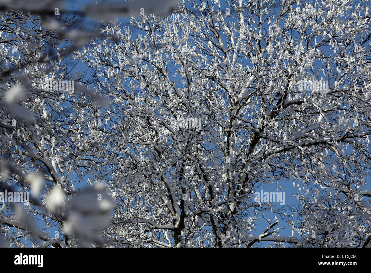 Snow covered tree branches Stock Photo - Alamy