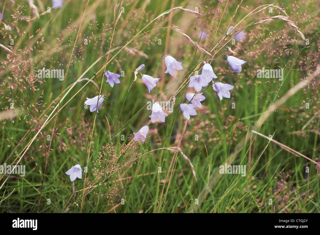 Campanula rotundifolia, Harebell Stock Photo - Alamy
