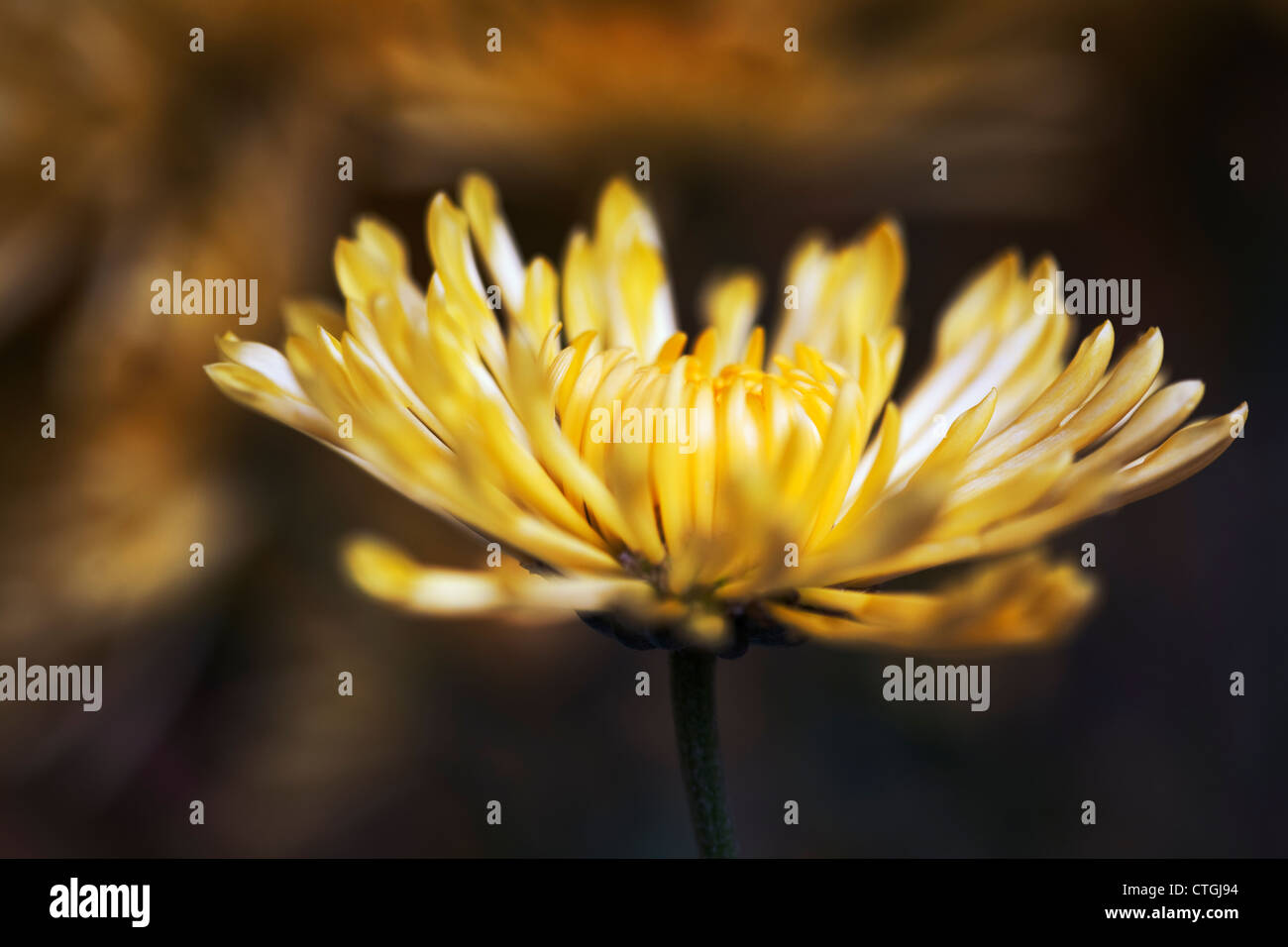 Large scale chrysanthemum flowers hi-res stock photography and images ...