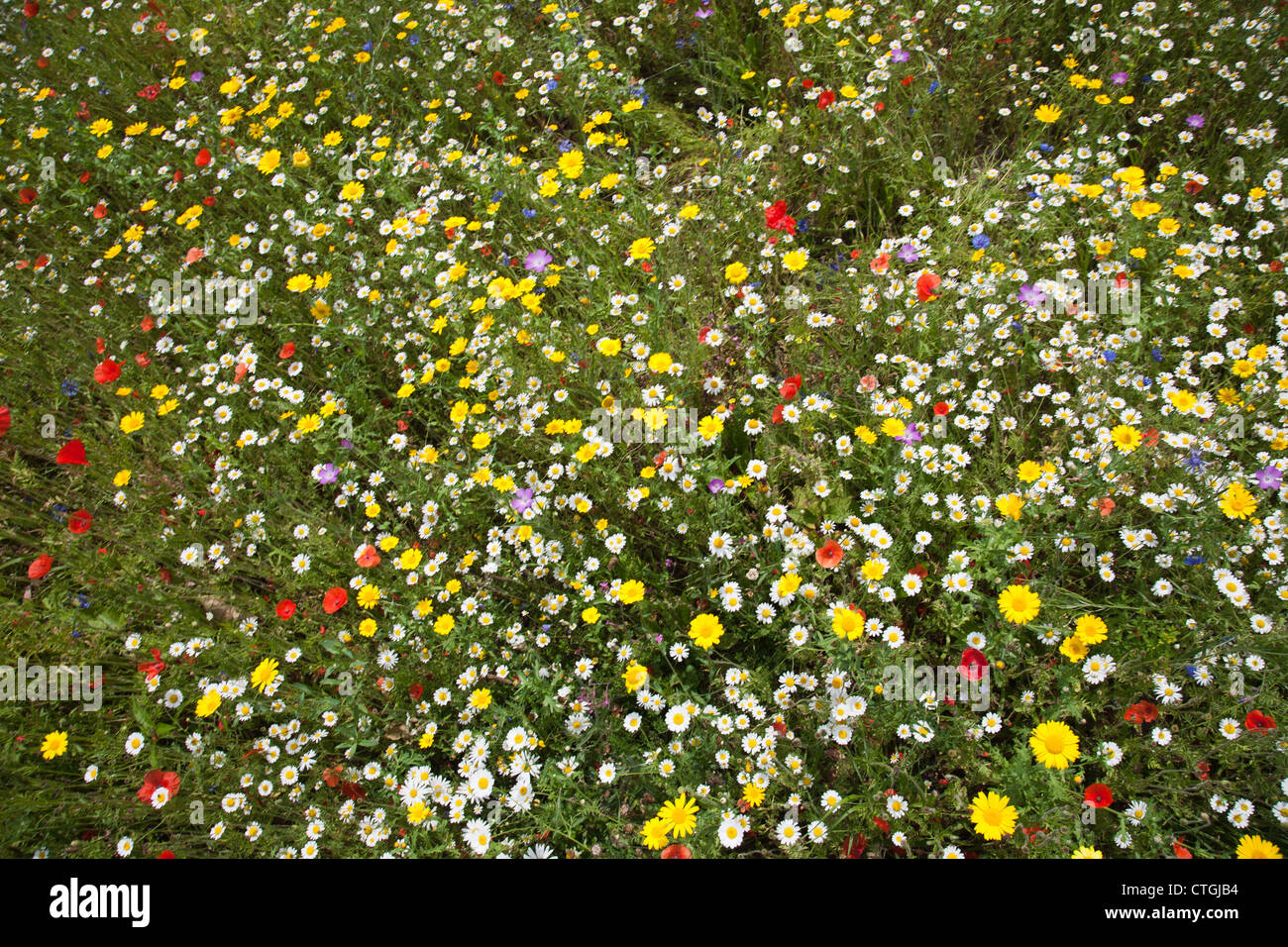 Barnes village pond, barnes hi-res stock photography and images - Alamy
