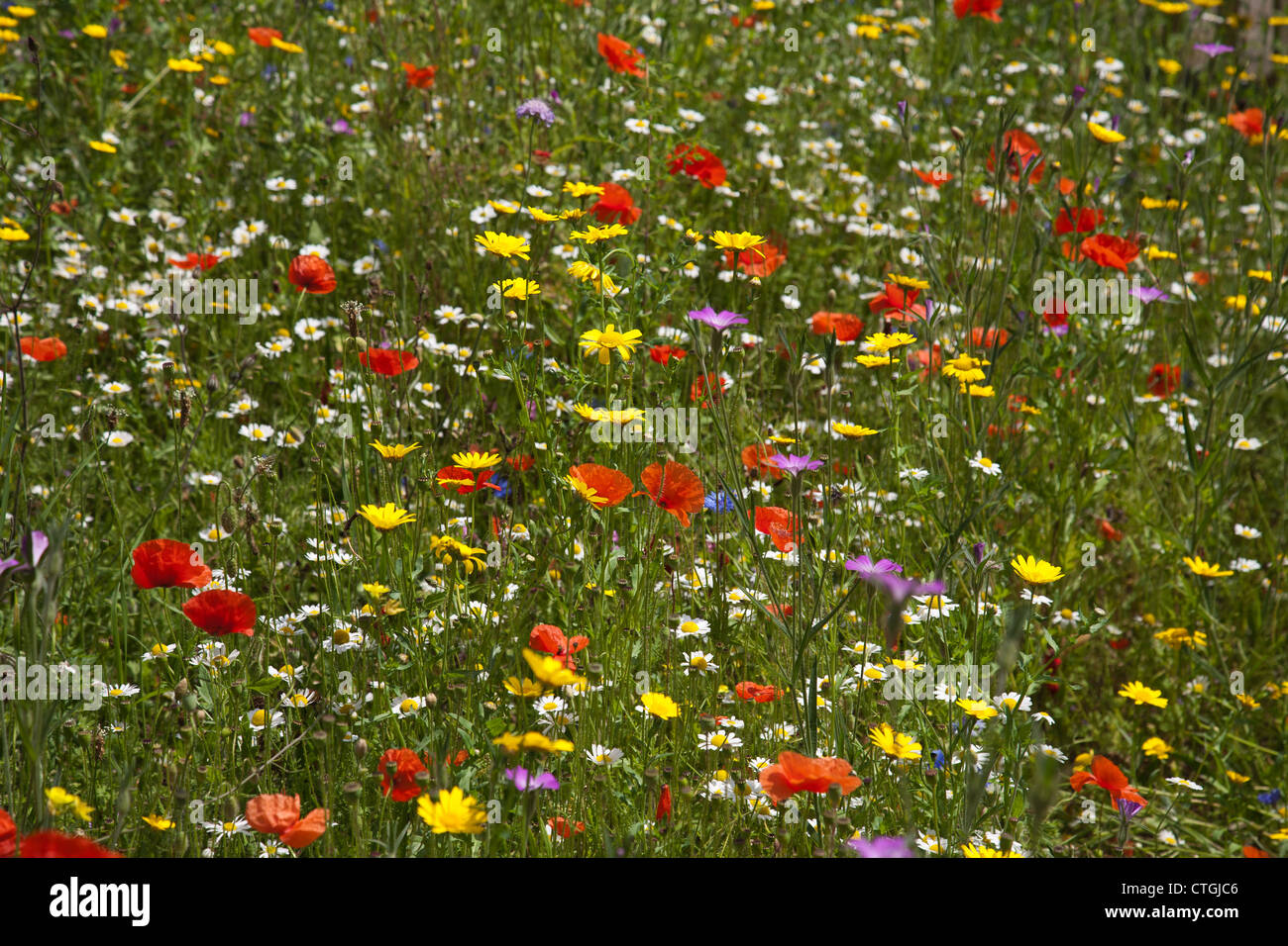 Small meadow of wild flowers Barnes Village Pond South London Stock ...