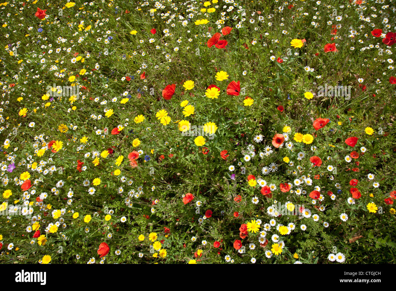 Small meadow of wild flowers Barnes Village Pond South London Stock ...