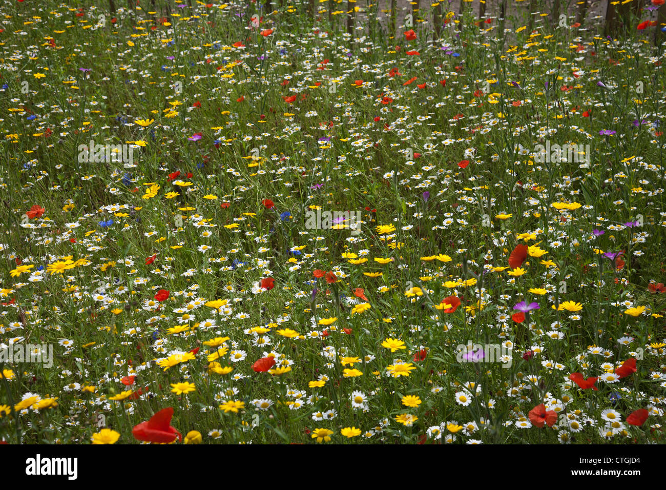 Small meadow of wild flowers Barnes Village Pond South London Stock ...