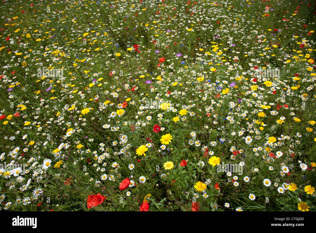 Barnes village pond, barnes hi-res stock photography and images - Alamy
