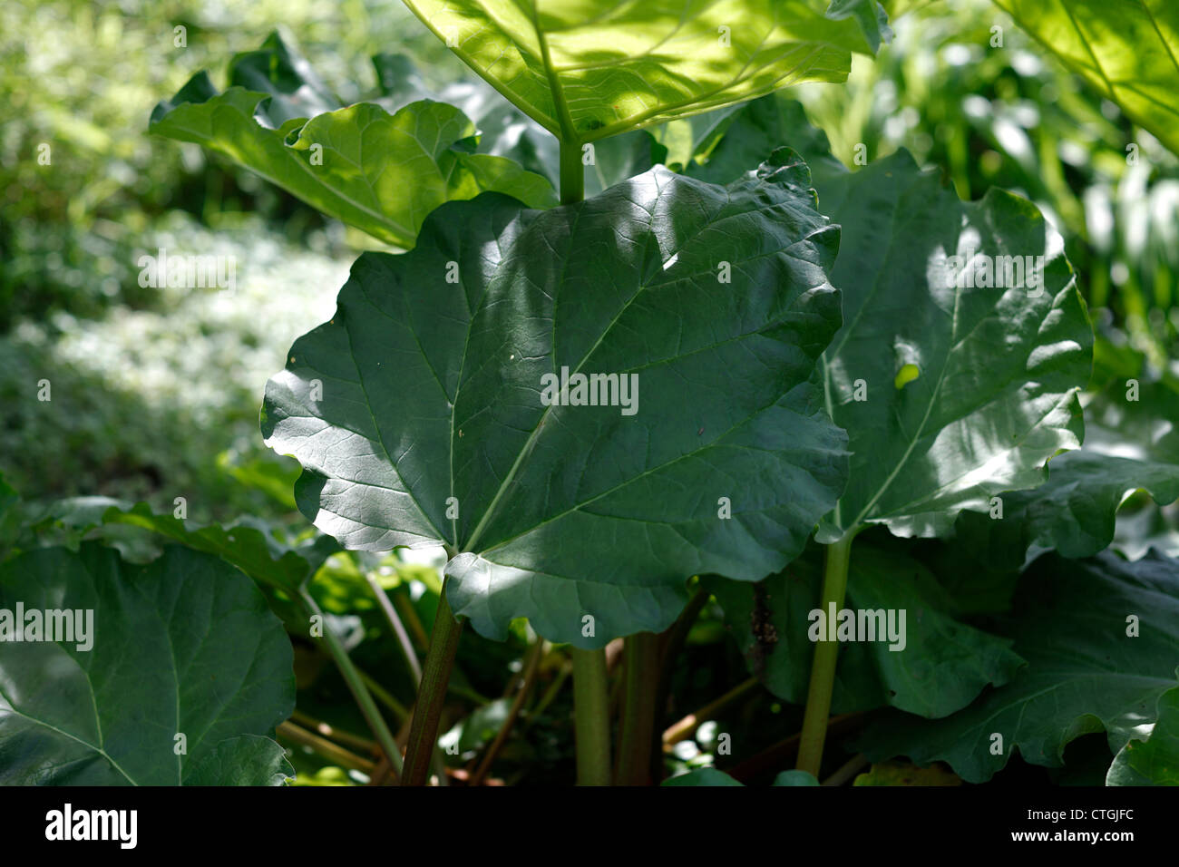 Rhubarb leaves hi-res stock photography and images - Alamy