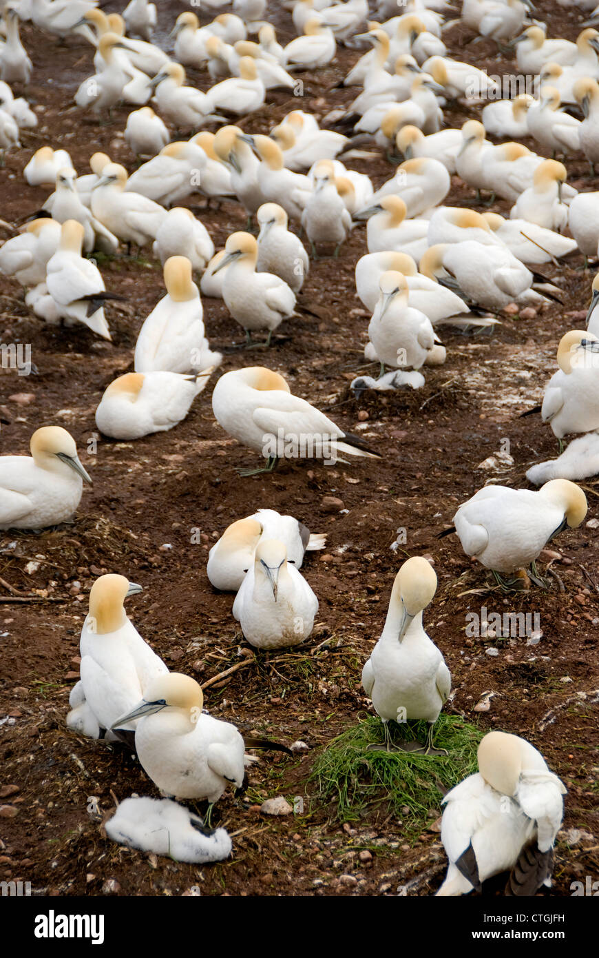 Northern gannet flock canada hi-res stock photography and images - Alamy