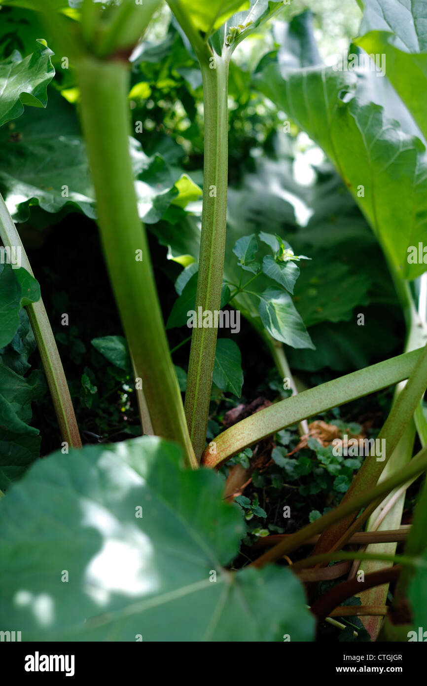 Rhubarb stems hi-res stock photography and images - Alamy