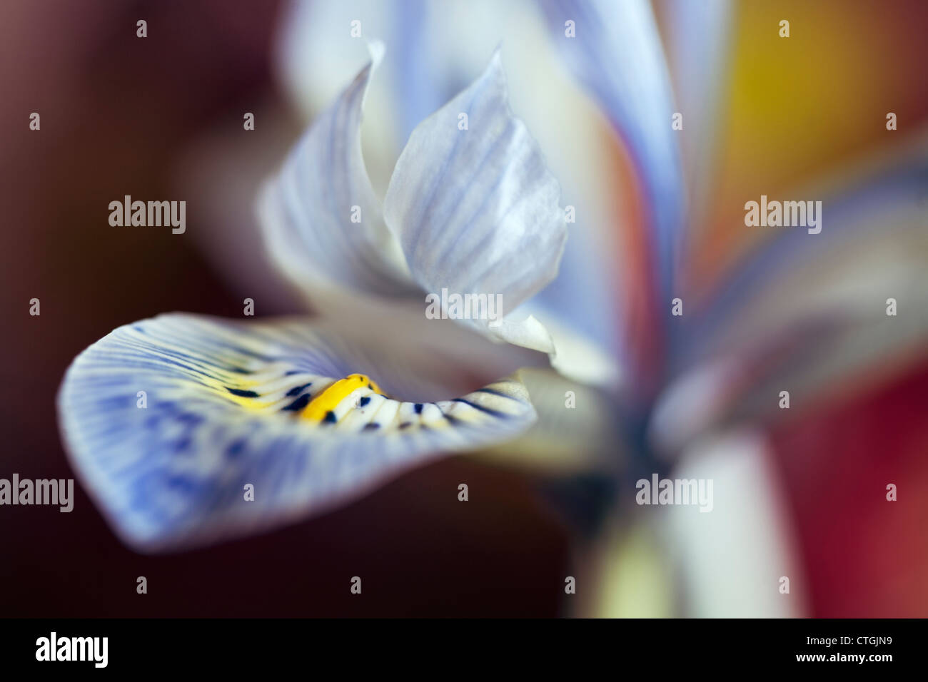 Iris histrioides 'Katharine Hodgkin', Iris Stock Photo - Alamy