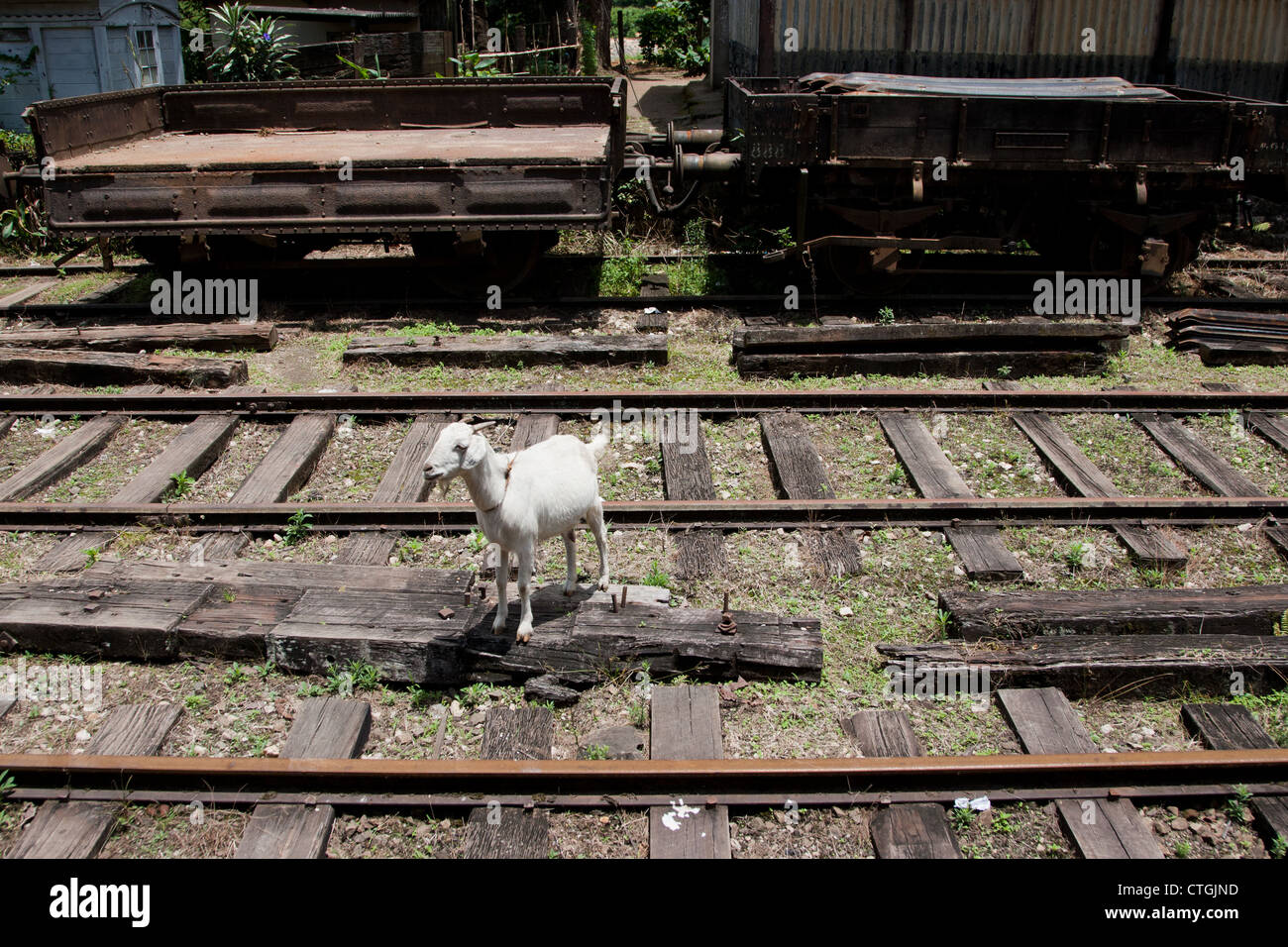goat on train rail tracks, Sri Lanka Stock Photo - Alamy