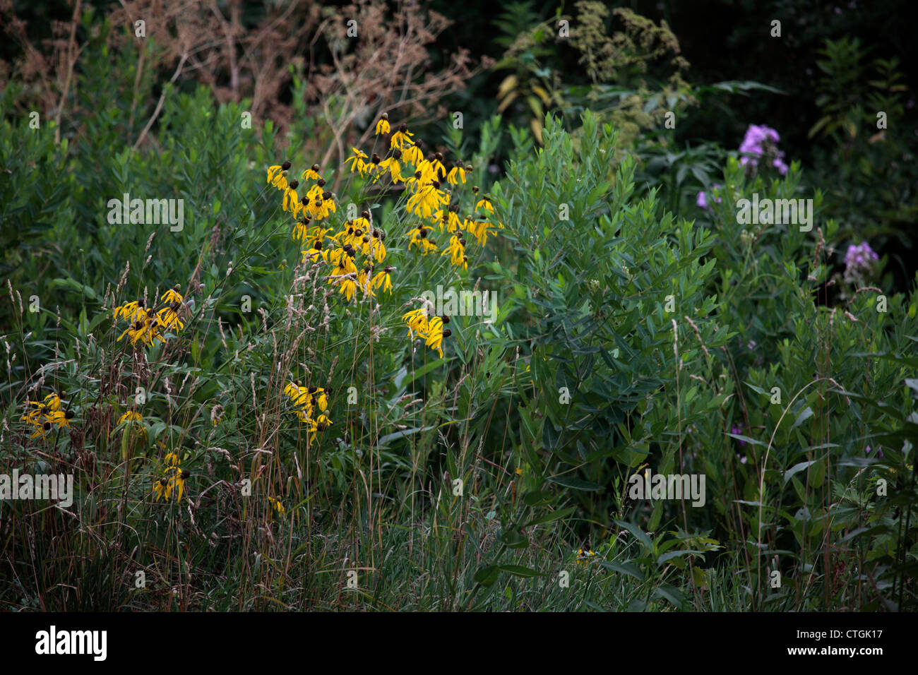 Yellow prairie coneflowers hi-res stock photography and images - Alamy