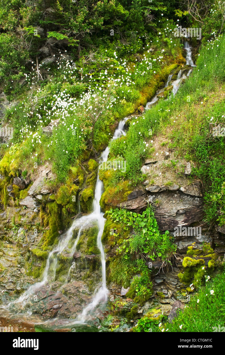 Wildflowers in quebec hi-res stock photography and images - Alamy