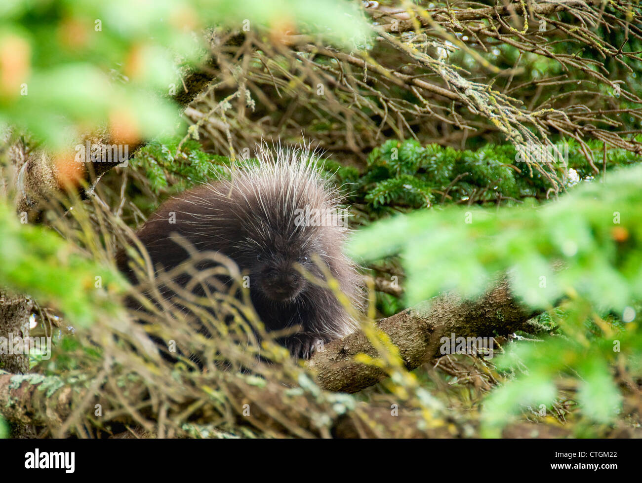 Porcupine quill hi-res stock photography and images - Alamy