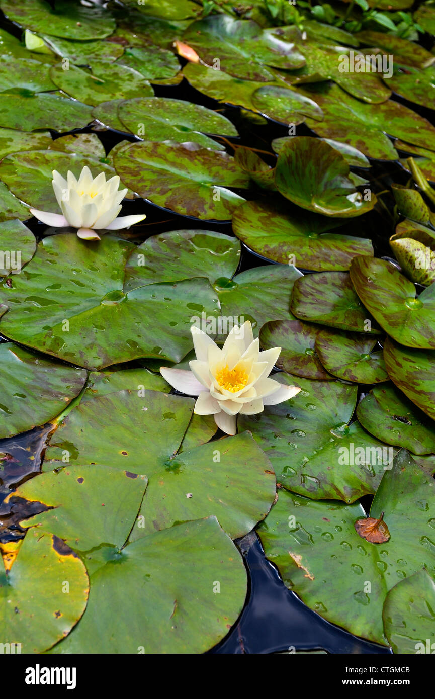 Matlock bath derwent gardens hi-res stock photography and images - Alamy