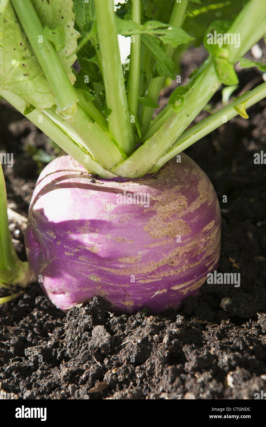 Large Turnip In Garden Soil; Calgary, Alberta, Canada Stock Photo - Alamy