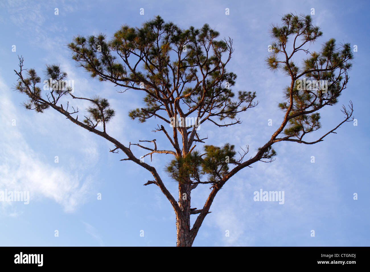Jensen Beach Florida,Savannas Preserve State Park,freshwater marshes ...