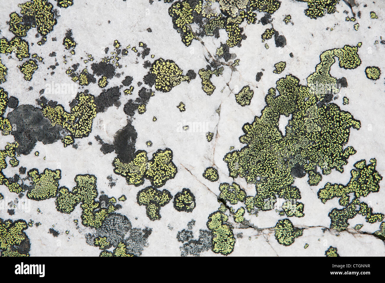 Detail Of Lichen On A White Rock; Lake Louise, Alberta, Canada Stock ...