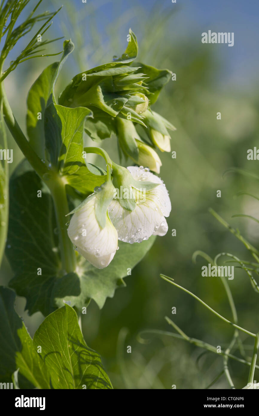 Sweet pea bud flower hi-res stock photography and images - Alamy