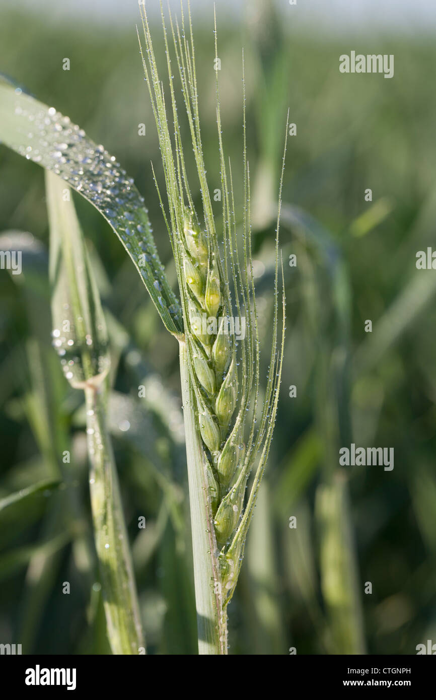 Head of wheat grains hi-res stock photography and images - Alamy
