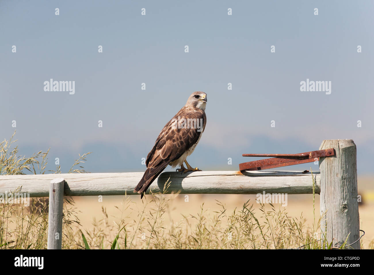 Hawk On Wooden Fence With Blue Sky; Alberta, Canada Stock Photo - Alamy