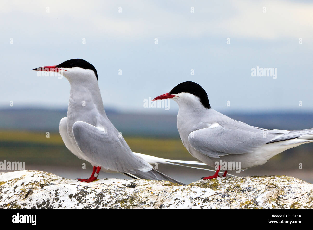 British Seabirds High Resolution Stock Photography and Images - Alamy