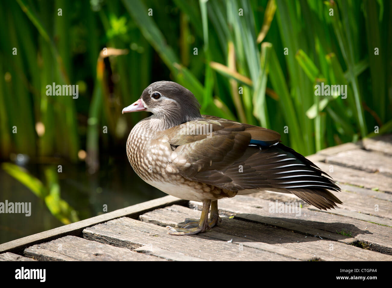 Female Mandarin duck Stock Photo - Alamy