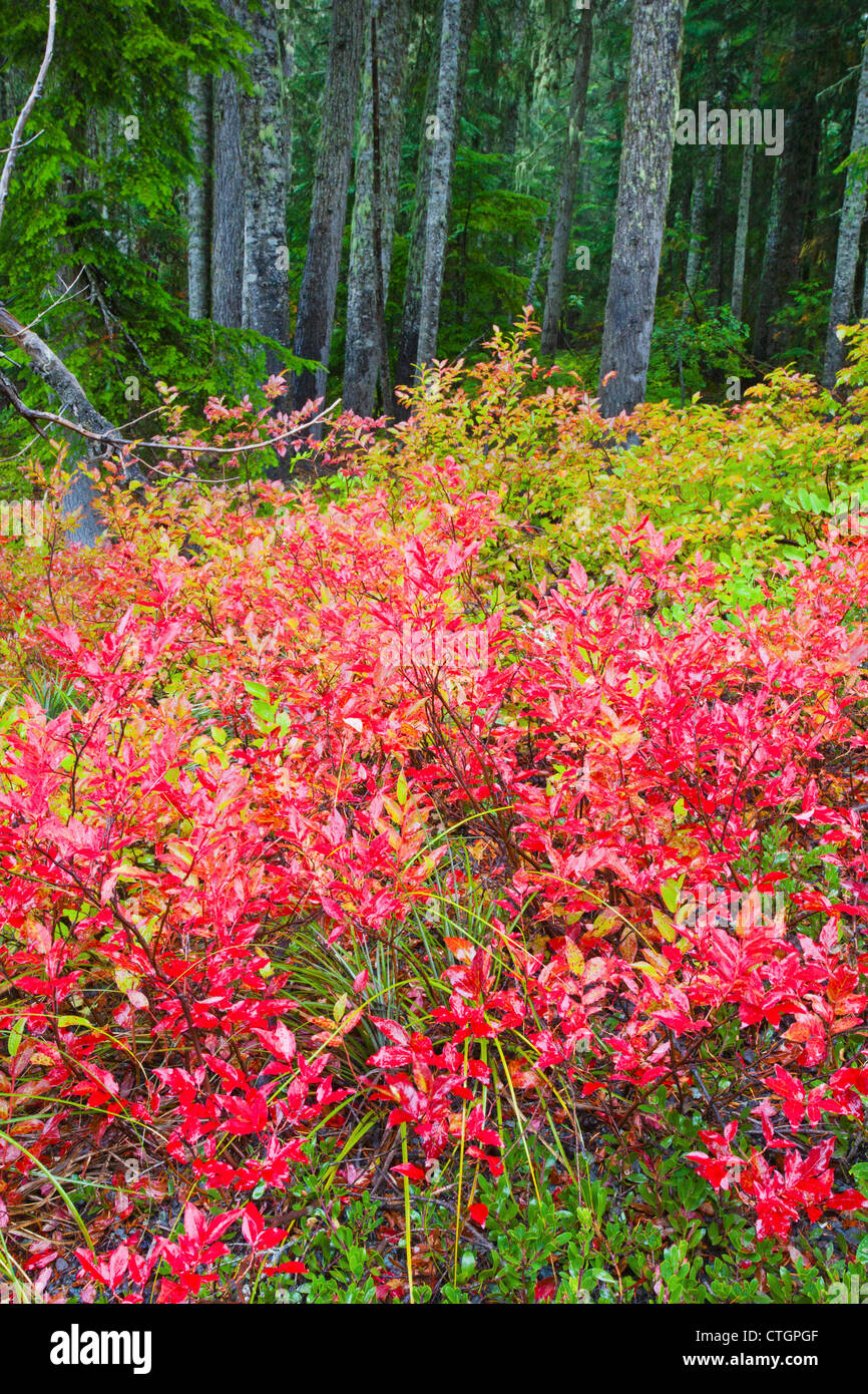 Autumn Colours In Mount Hood National Forest; Oregon, United States of ...