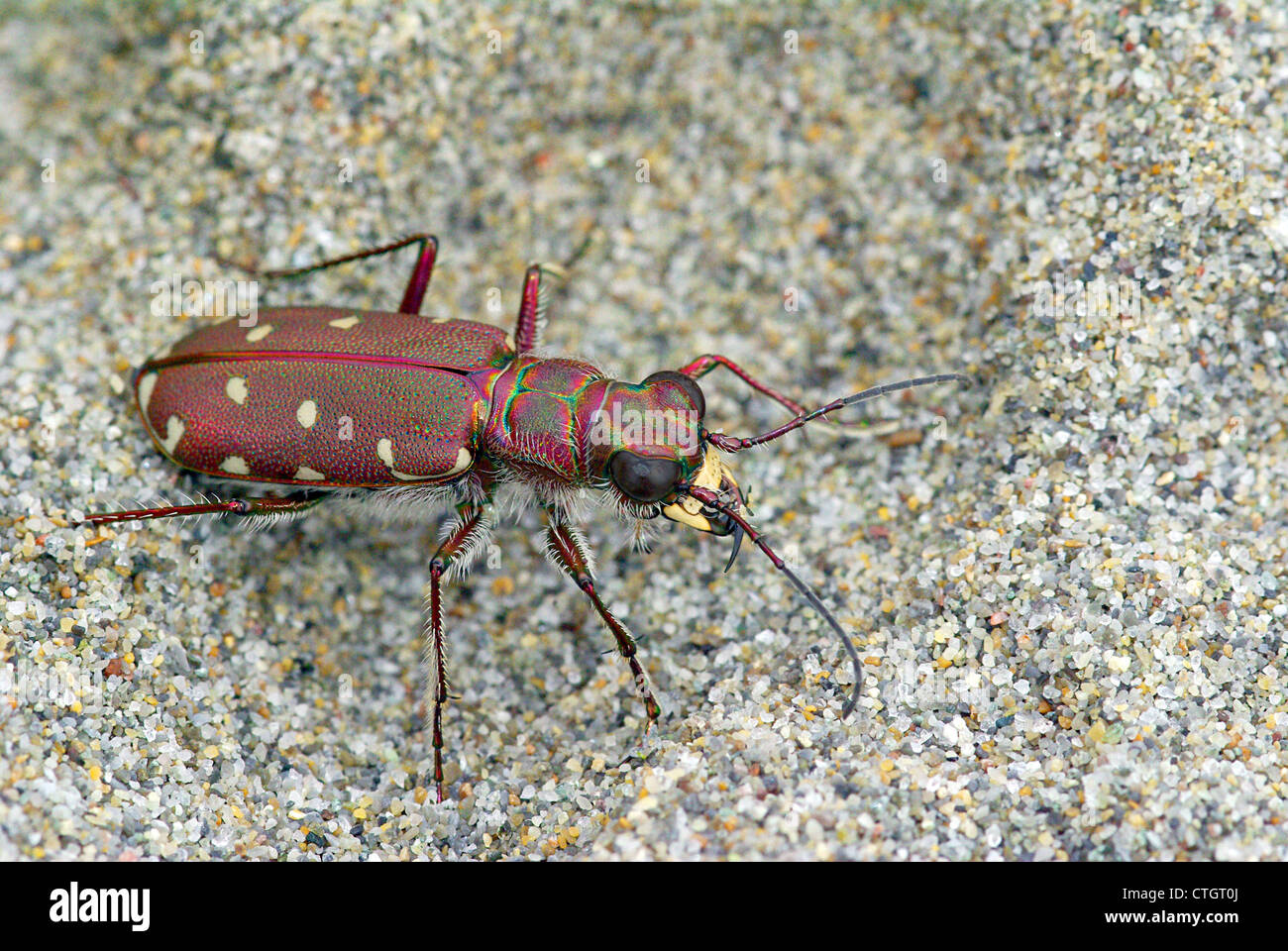 Tiger beetle Calomera littoralis on sand background, a ferocious ...