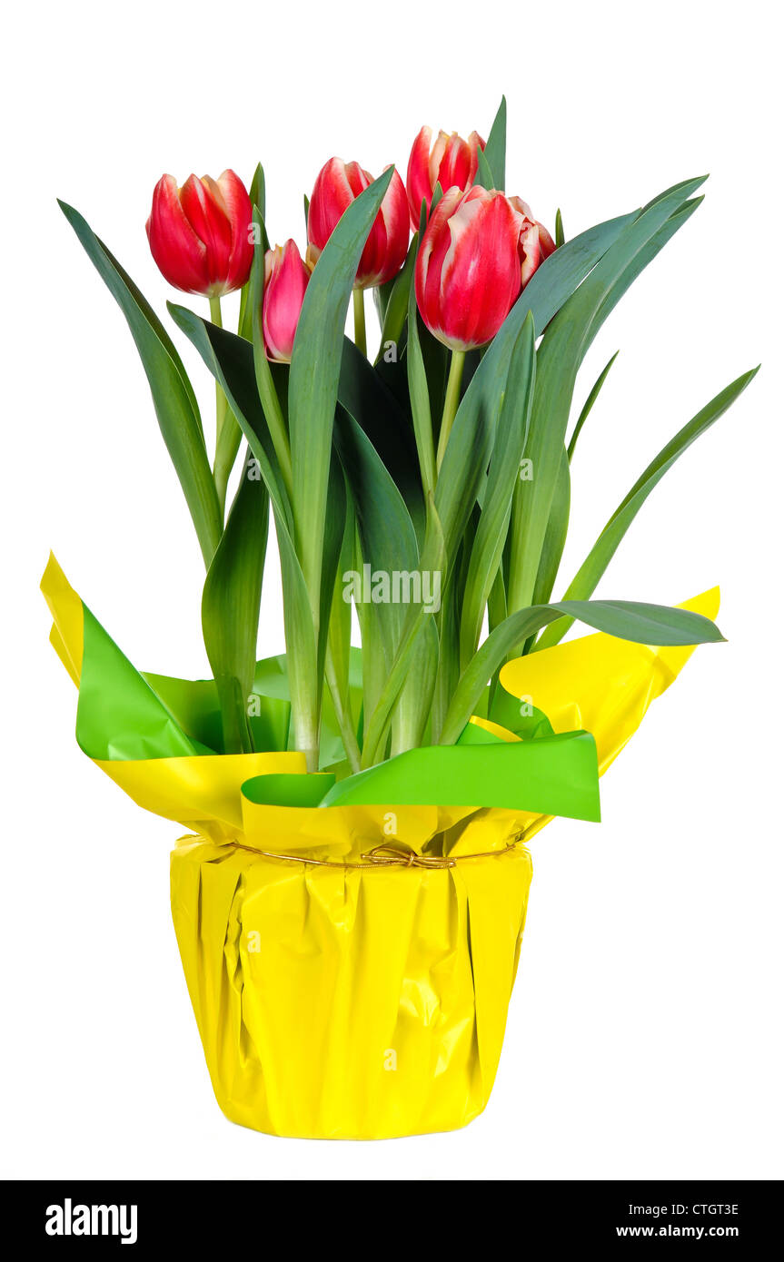 Pot of Red Tulips Wrapped in Yellow Paper Isolated on White Background ...