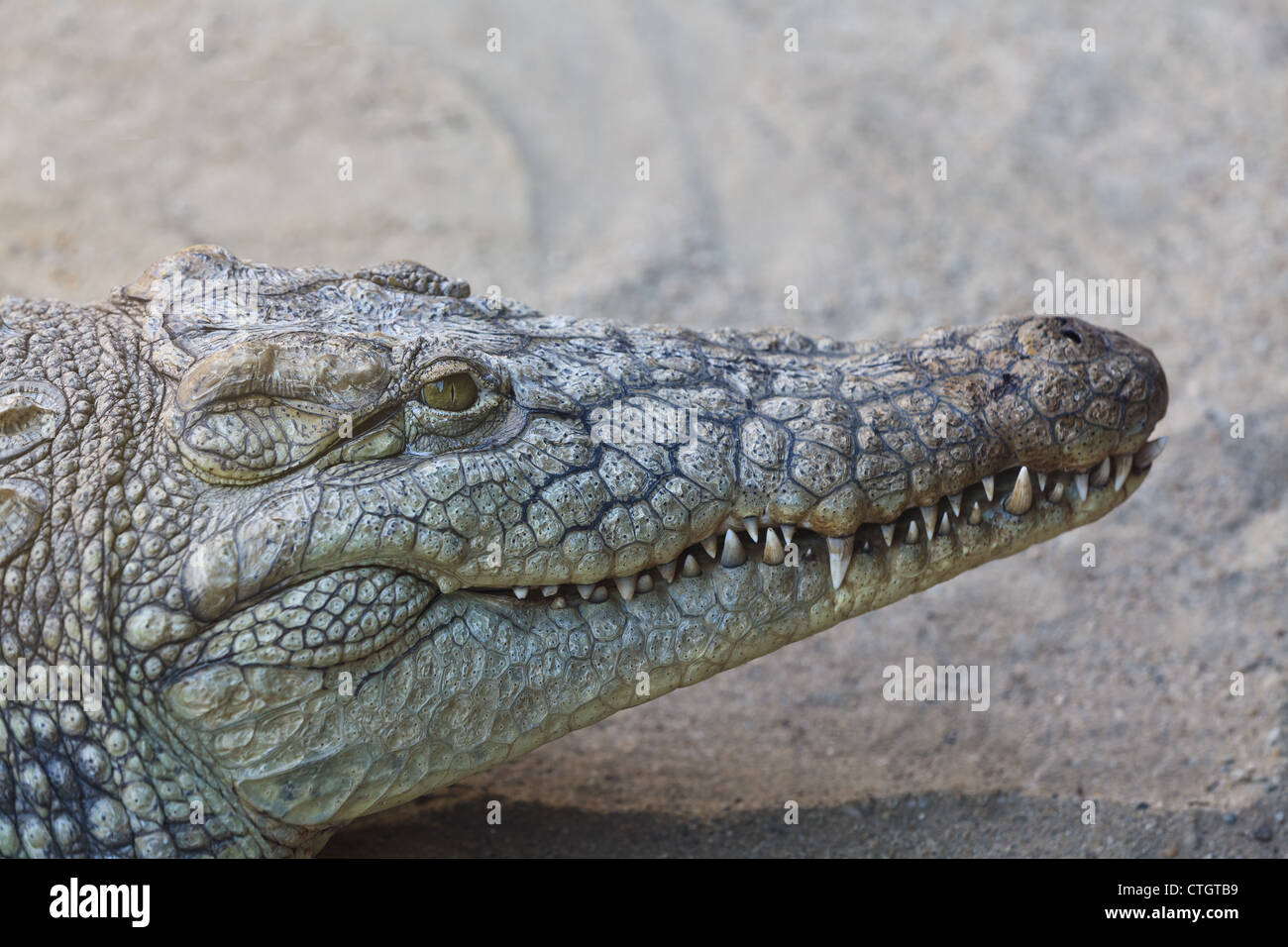 Crocodile face close up hi-res stock photography and images - Alamy