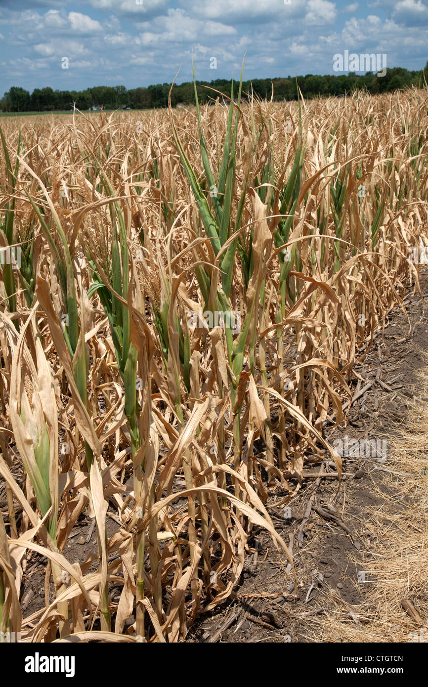 Crop Crops Dead Dry High Resolution Stock Photography and Images - Alamy