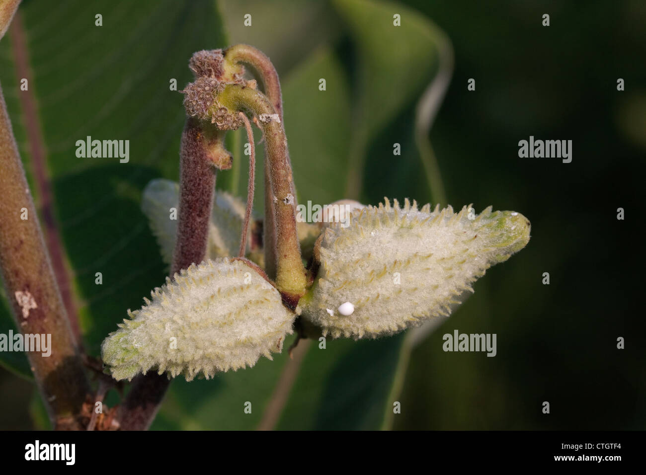 Seed pods detail hi-res stock photography and images - Alamy