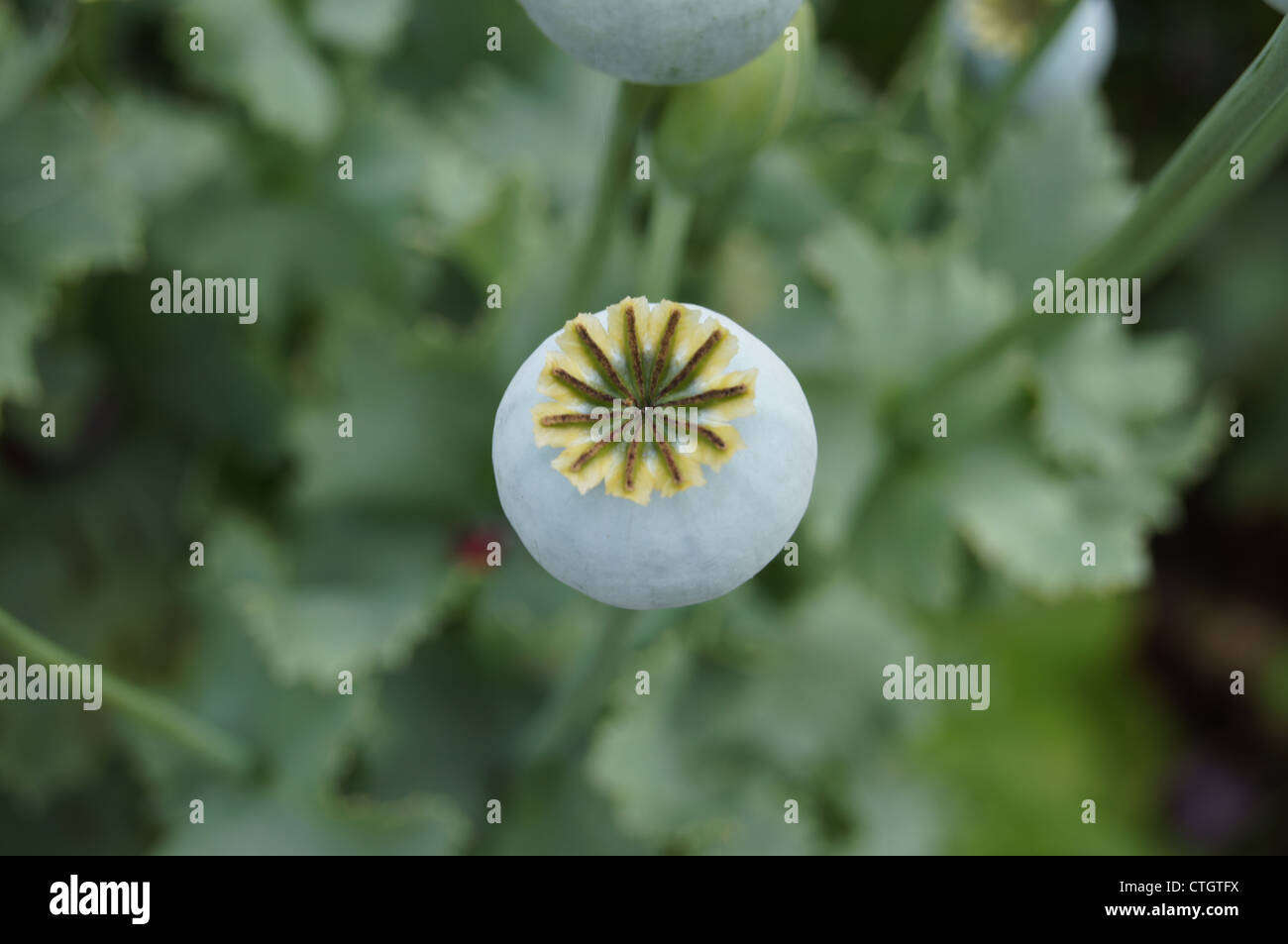 Looking down on a poppy head Stock Photo - Alamy